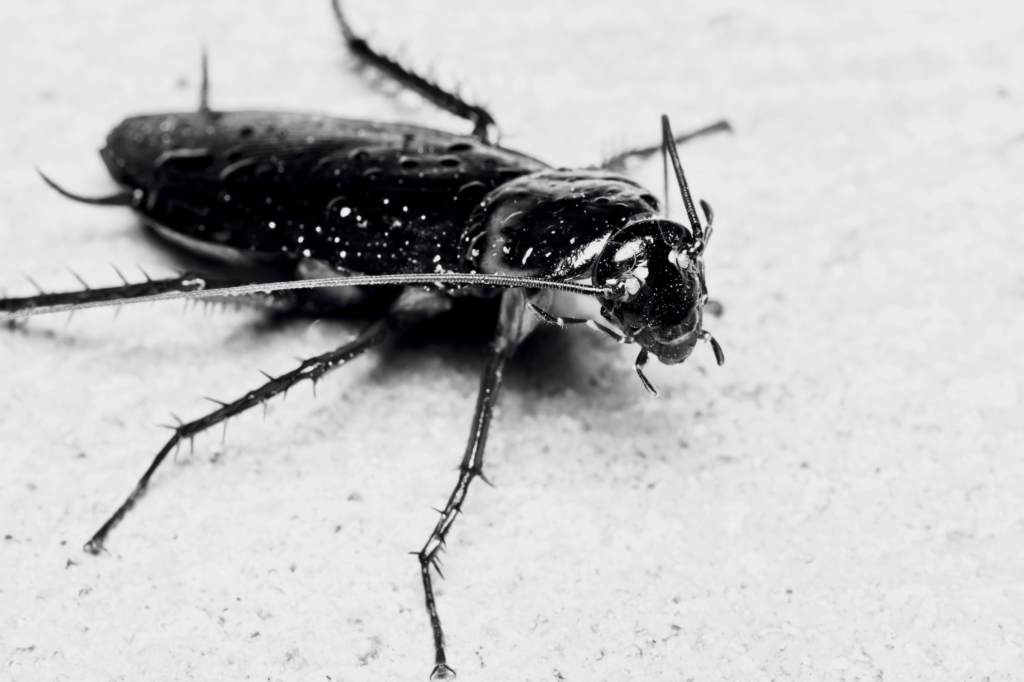 Nora Chau's metaphorical revenge in story "The Roach"